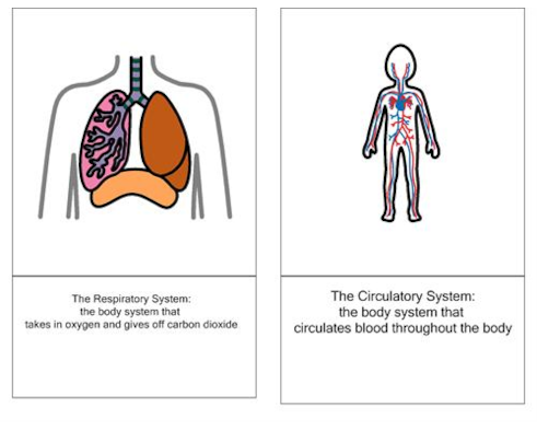 Circulatory And Respiratory System