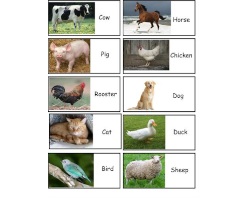 Animals Wordwall Animals Teaching Resources